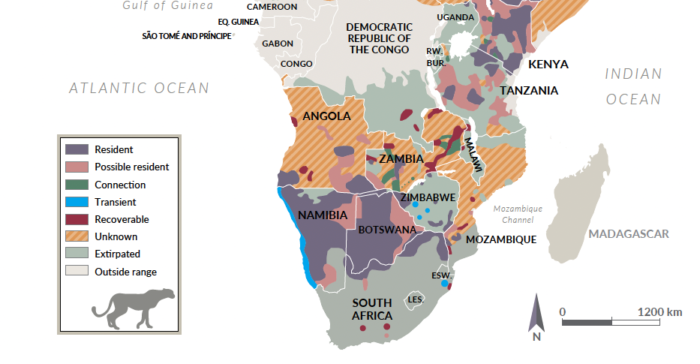 Live cheetahs - Black Market Brief | Global Initiative
