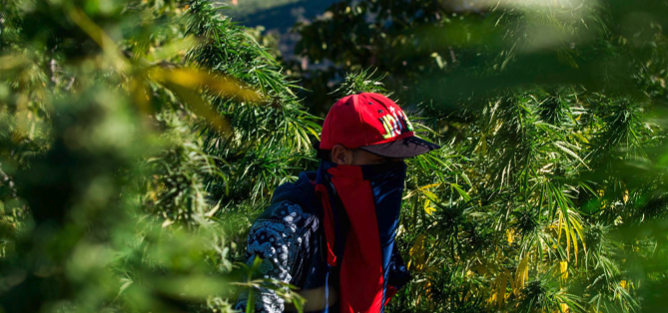 Morocco’s regularization of cannabis production: Anticipated impacts on ...
