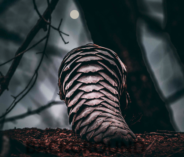 Pillagers in paradise: The trafficking dynamics of the Palawan pangolin ...