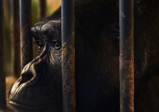 How politics, economics and corruption fuel live great ape trafficking | Global Initiative